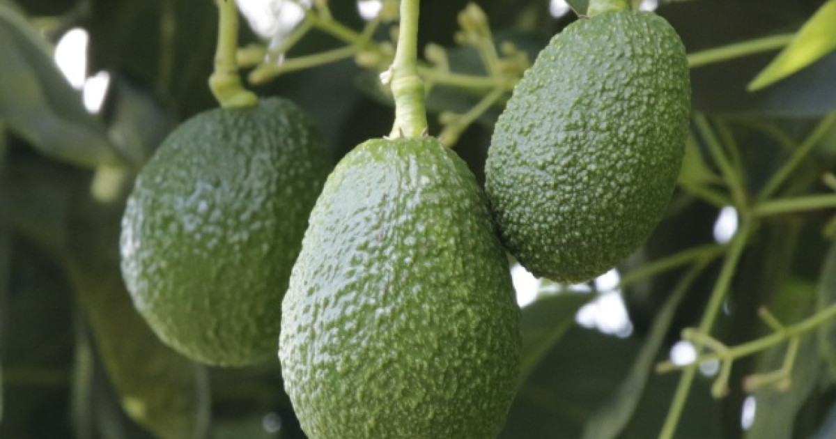 Siembre y produzca aguacate hass