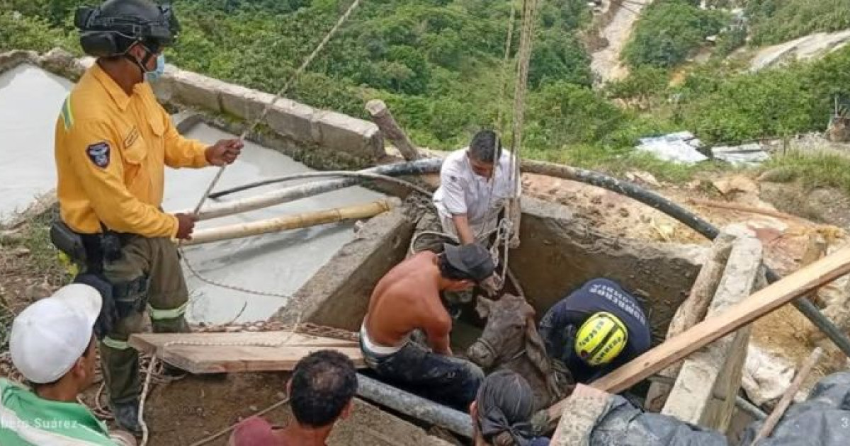 Mineros de Marmato (Caldas) ayudan en el rescate de una res que cayó a un tanque de lodo